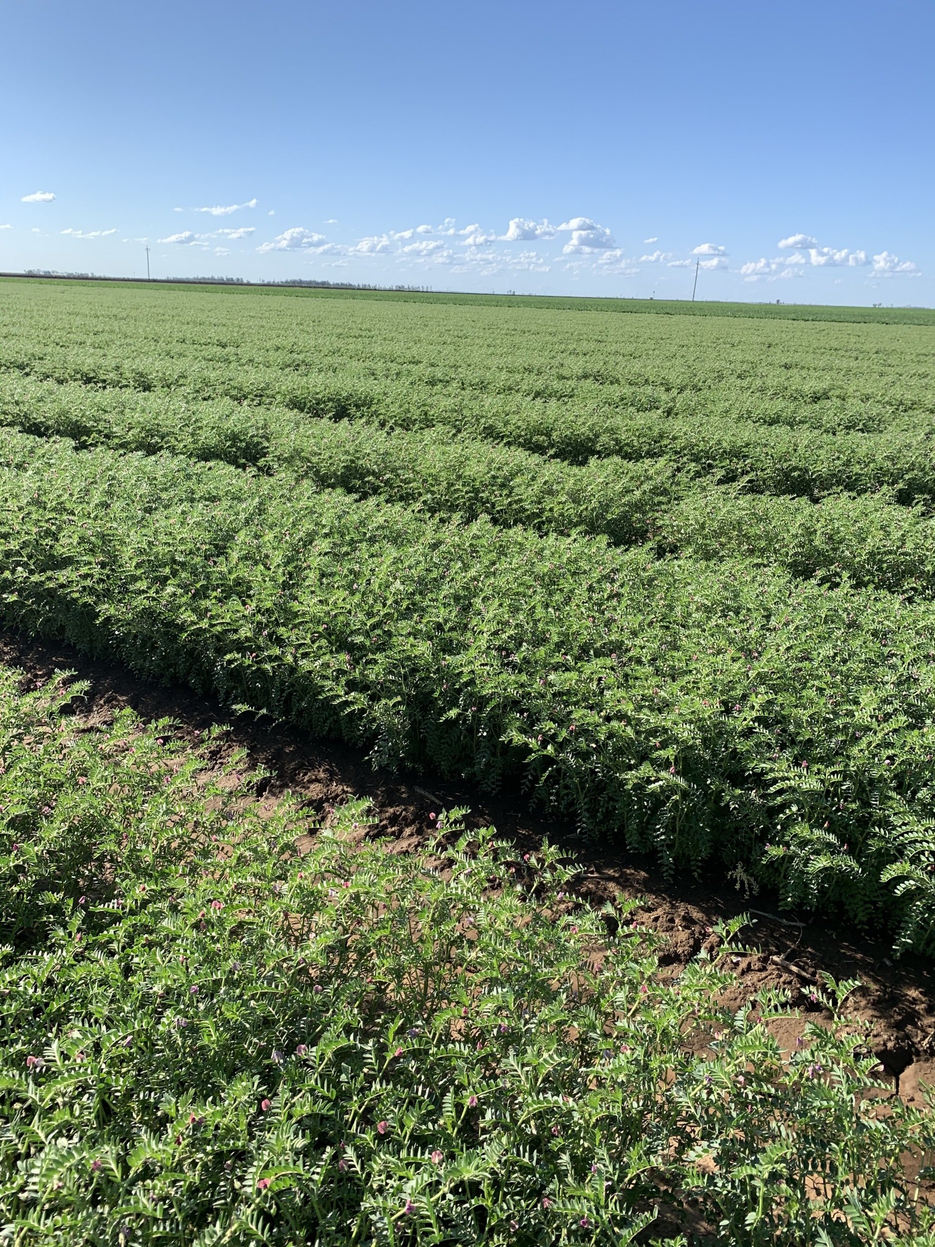 Chickpea Breeding Australia | End Point Royalties (EPR)