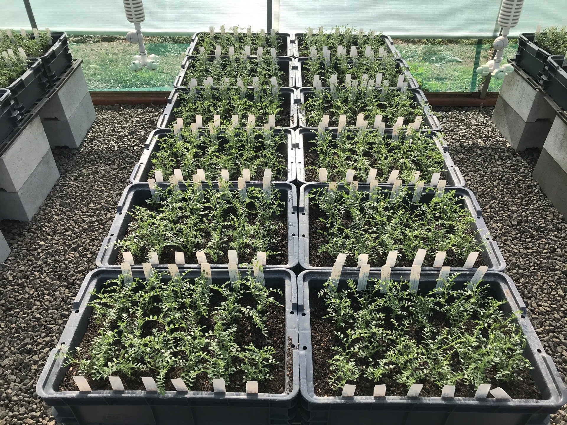 Chickpea Breeding Australia | Chickpea Management in Tamworth