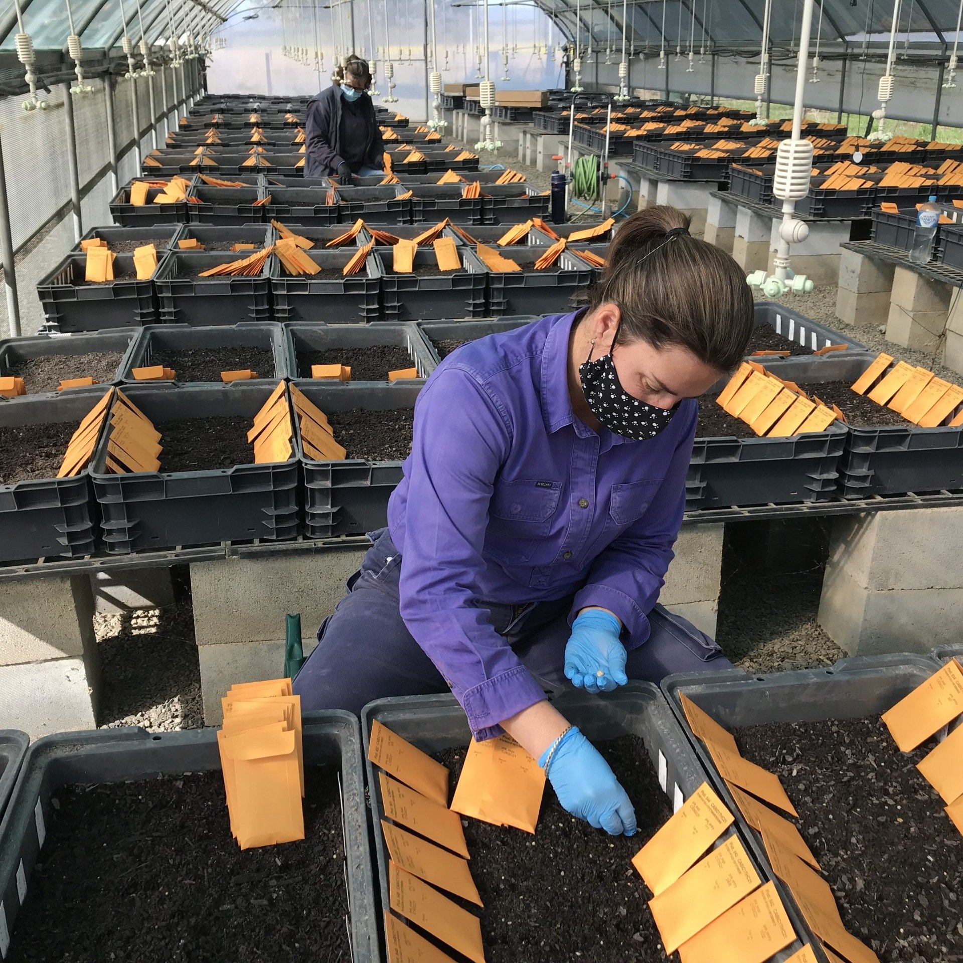 Chickpea Breeding Australia | Chickpea Management in Tamworth