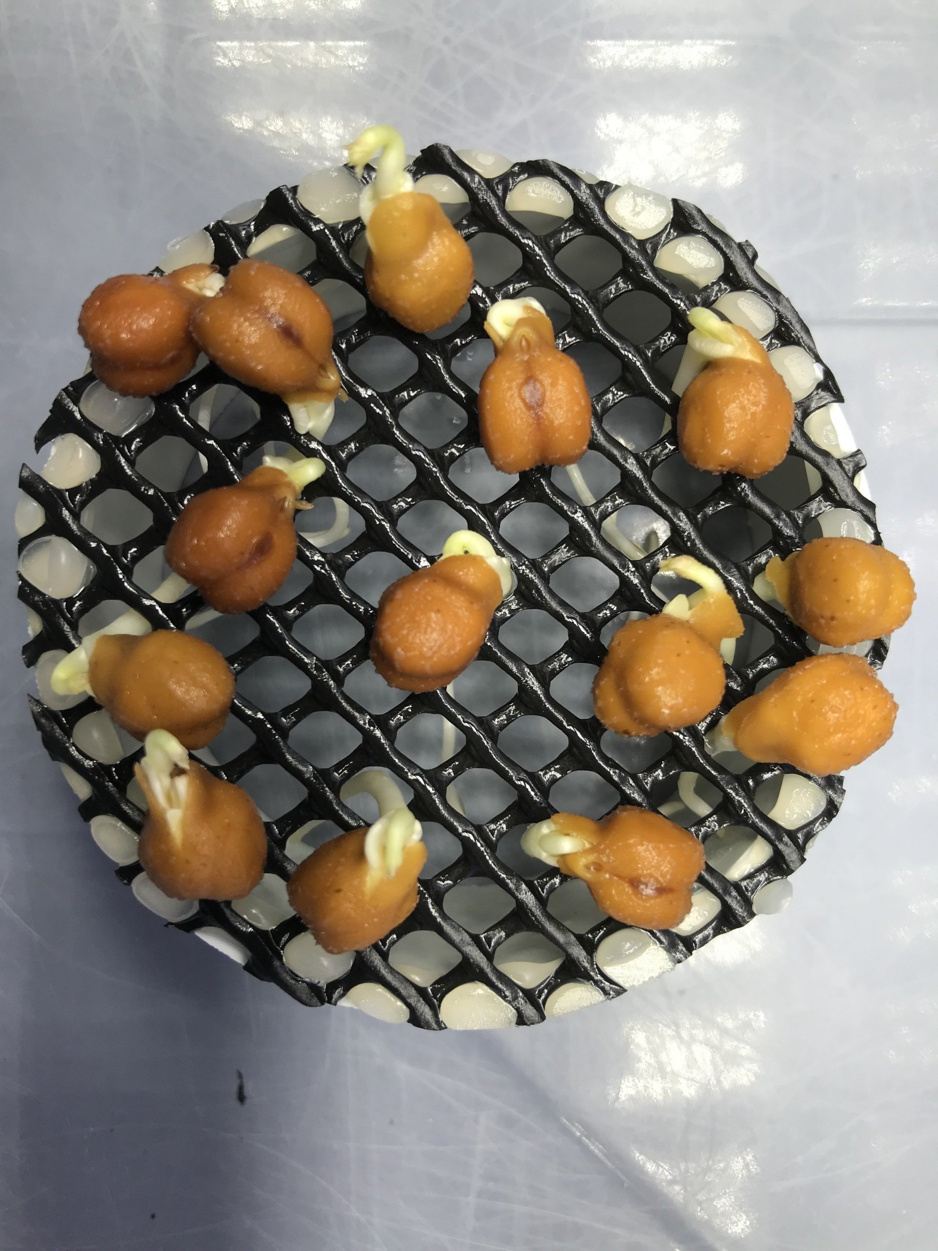 Contact Us | Chickpea Breeding Australia