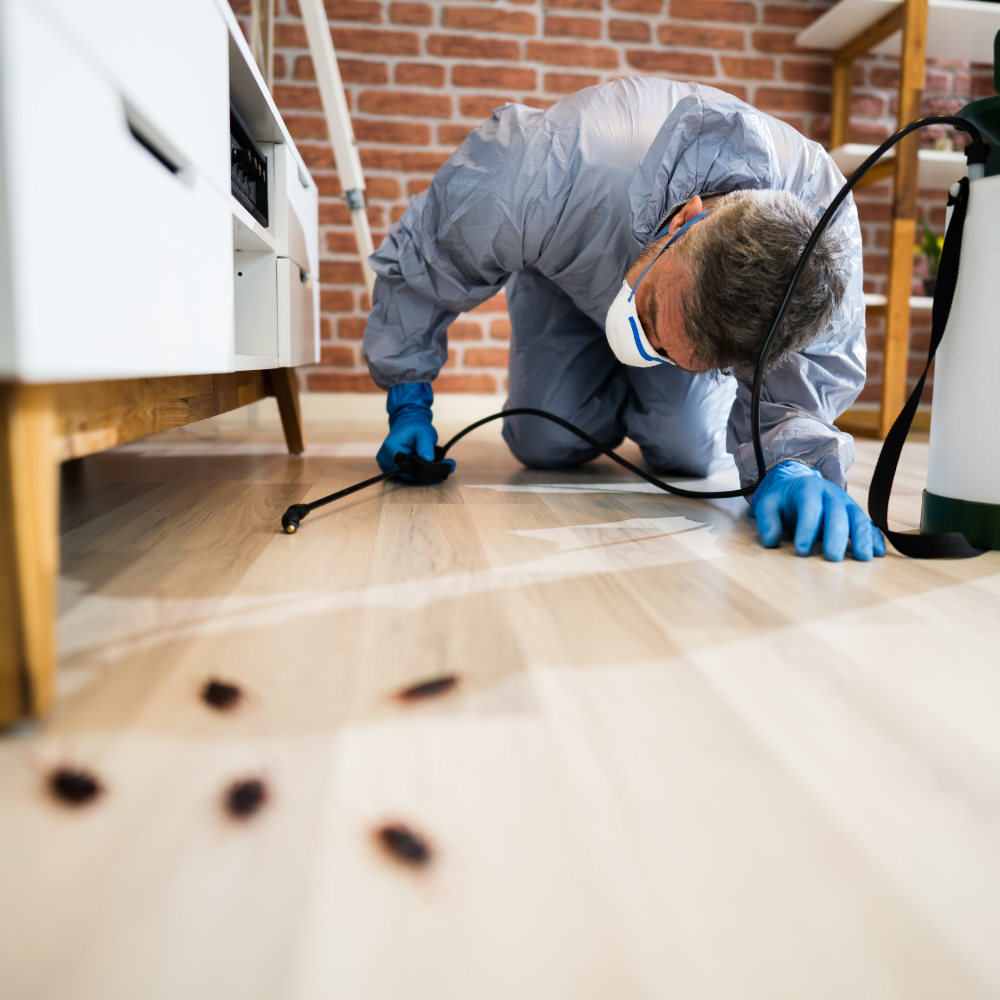 Fumigaciones | Fumicity