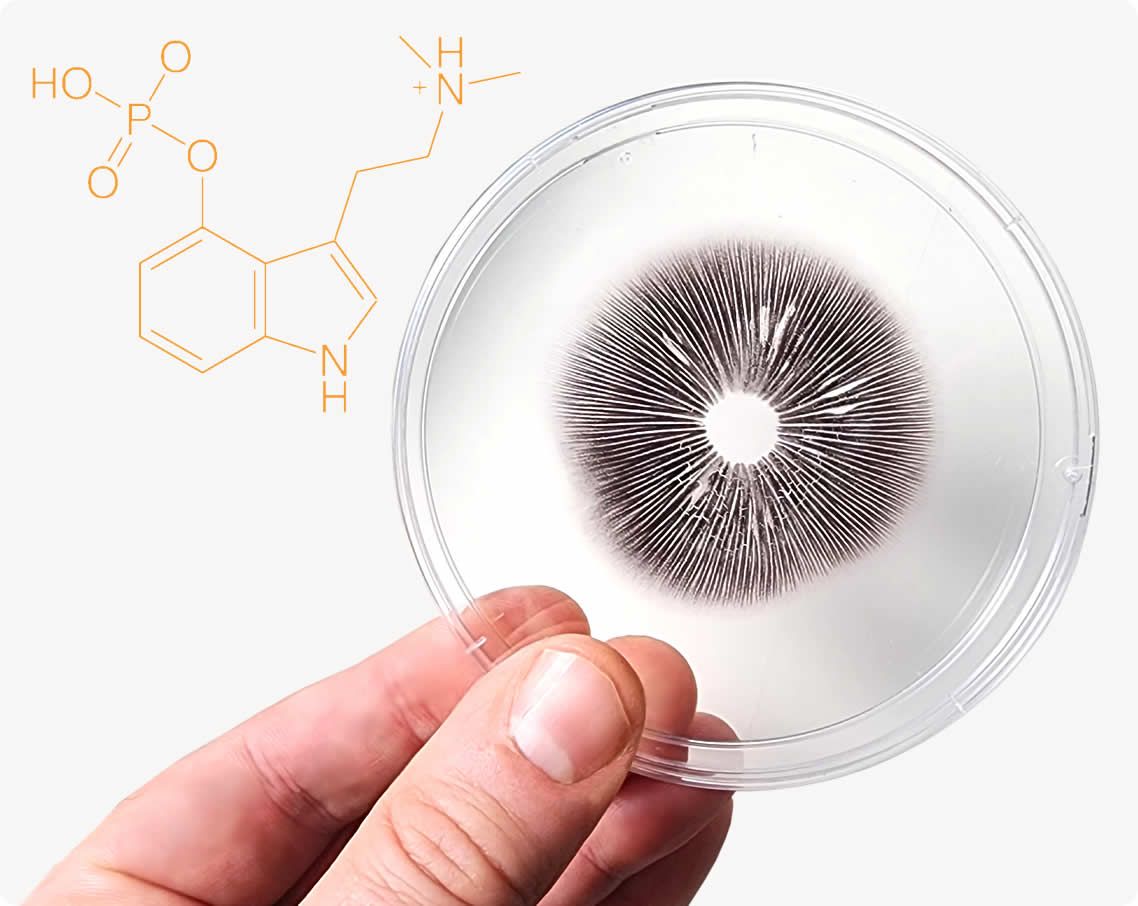 Spores101 Spore Syringes , Psilocybe Cubensis Mushrooms
