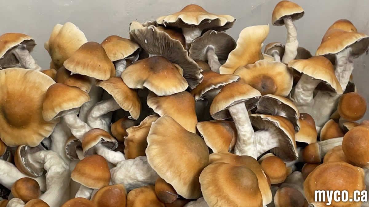 Melmak OG Psilocybe Cubensis