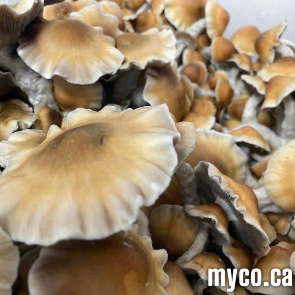 Melmak OG Psilocybe Cubensis