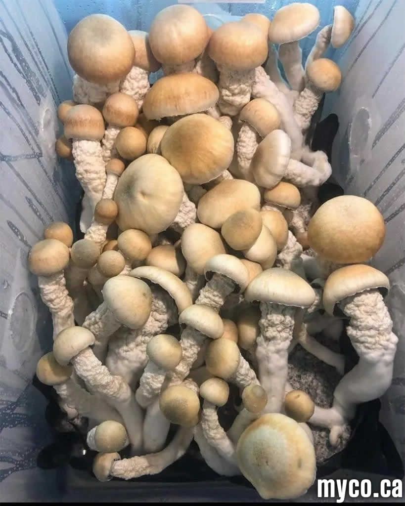 Melmak OG Psilocybe Cubensis