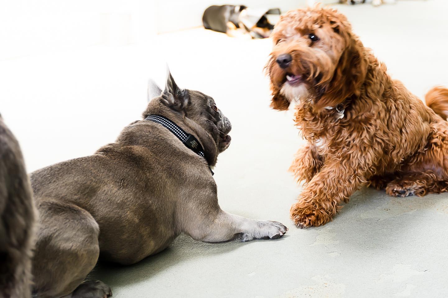 Pricing - Doggie Central - Dog Indoor/Outdoor Boarding | West Los ...