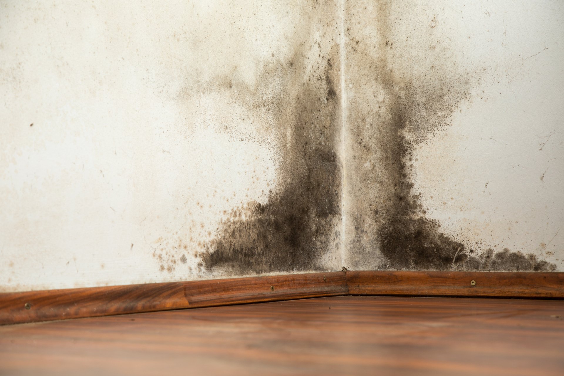 Mould allergy causes, symptoms, testing and treatments