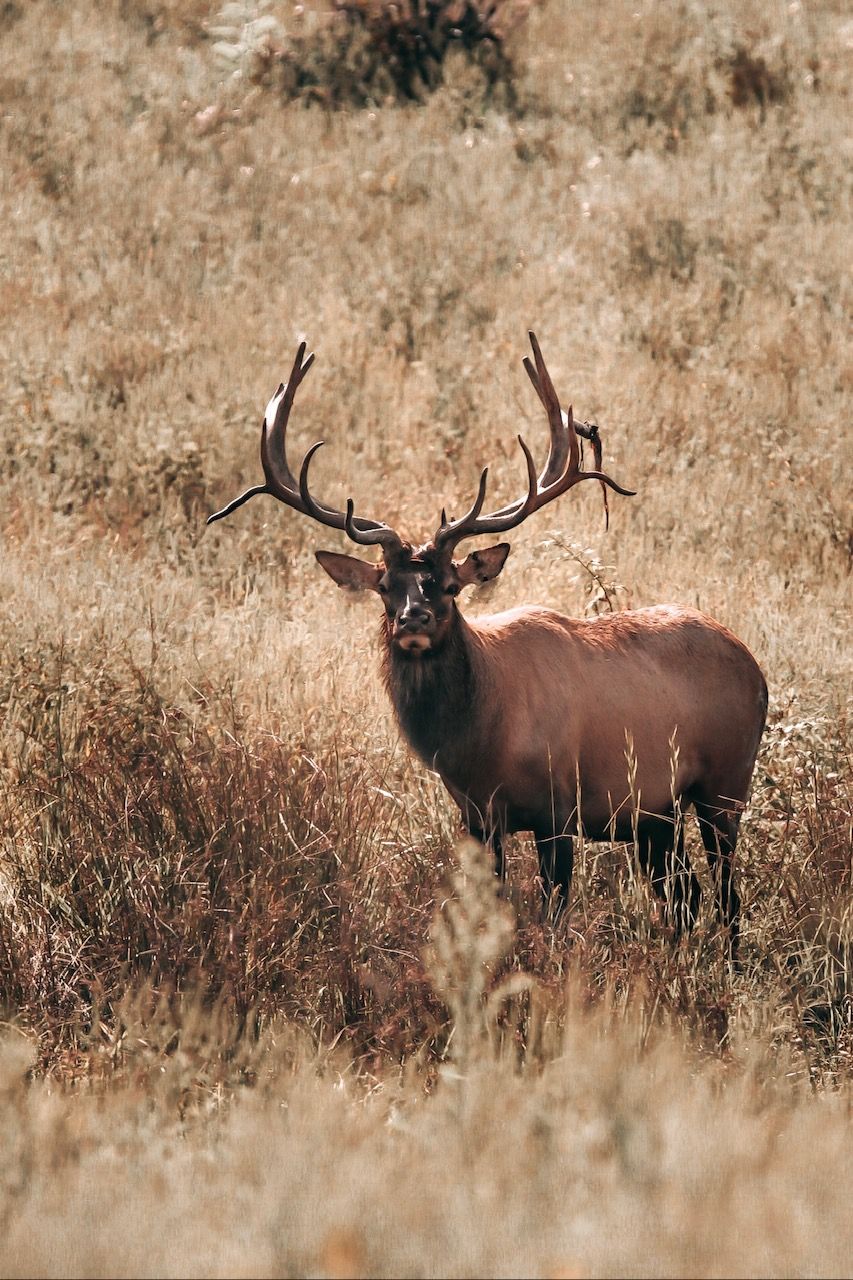 Wilderness Hunting Lodge | Tennessee Wild Boar & Exotic Game Hunting