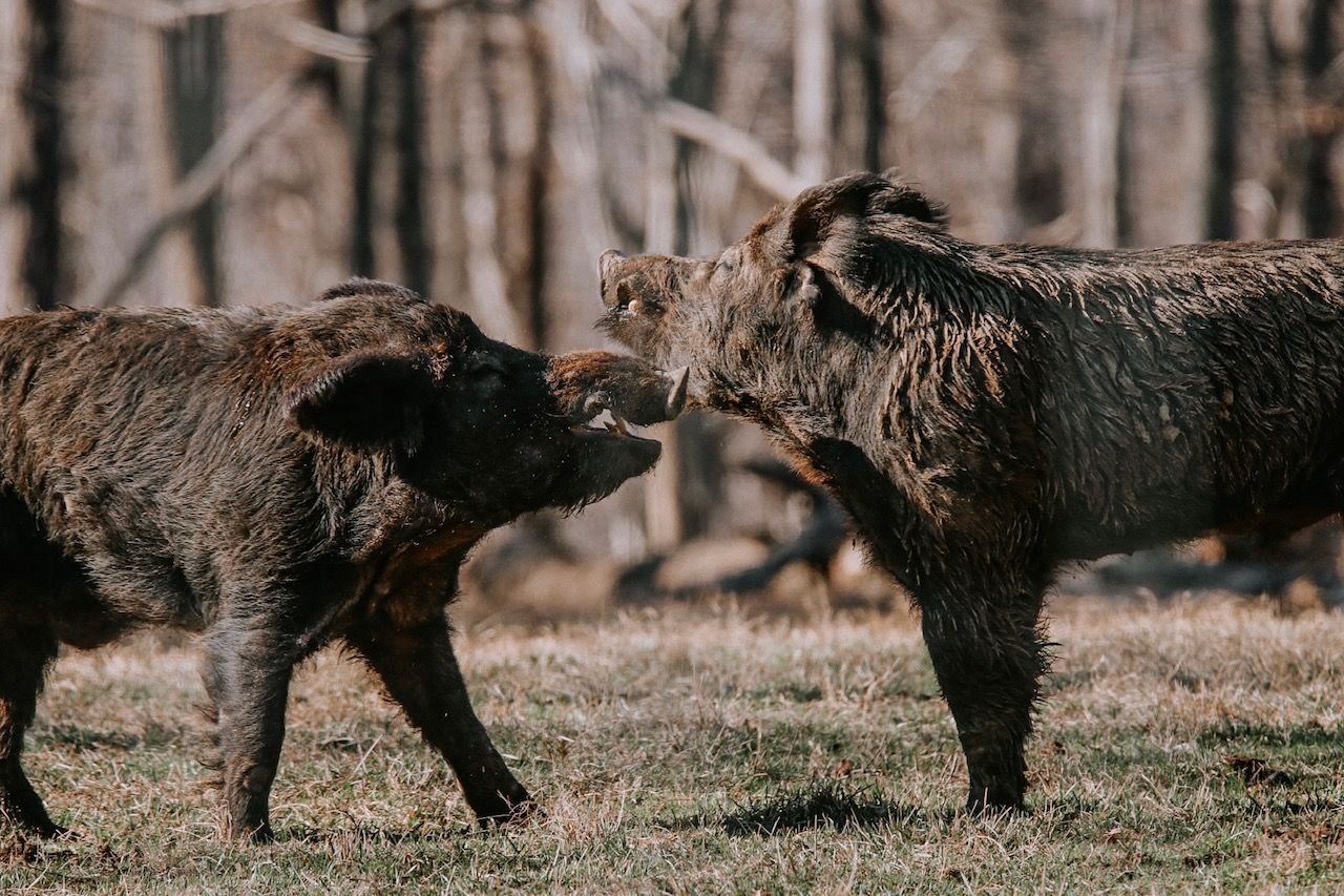 Wilderness Hunting Lodge | Tennessee Wild Boar & Exotic Game Hunting