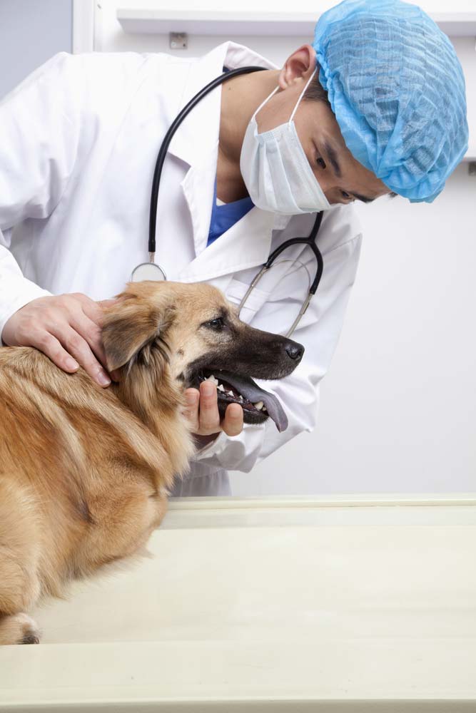 Dog Vets in Mount Isa | AAA Vet Clinic