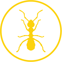 Exterminator Virginia Beach, VA | Diamond Exterminators