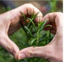 AHTA 2026 Conference: Resilience &Horticultural Therapy