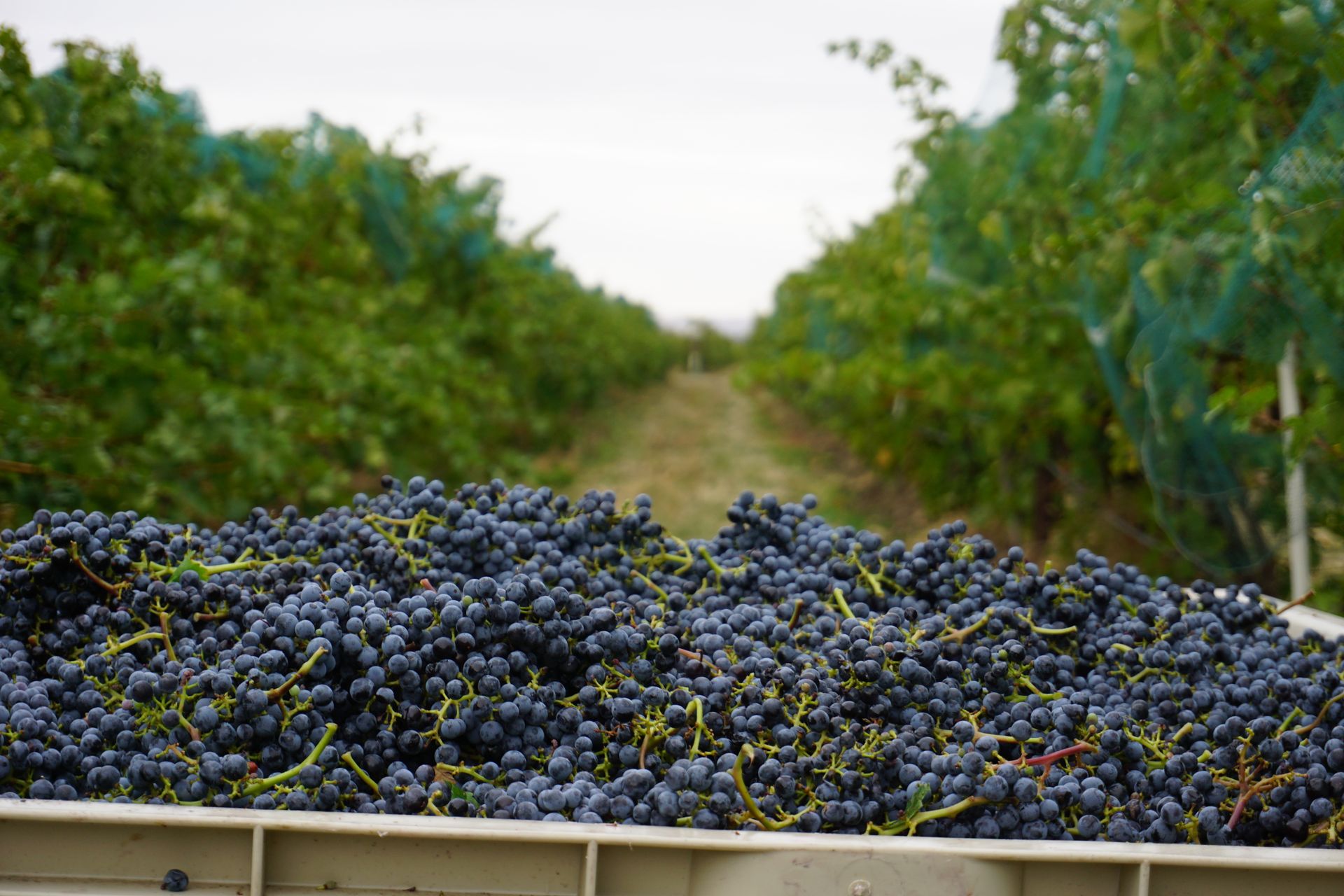 Vineyard