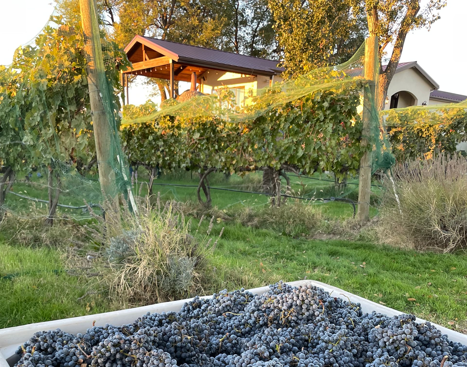 Vineyard