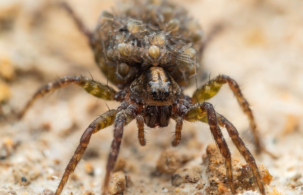 Uncover the Secrets of Wolf Spiders in Missouri