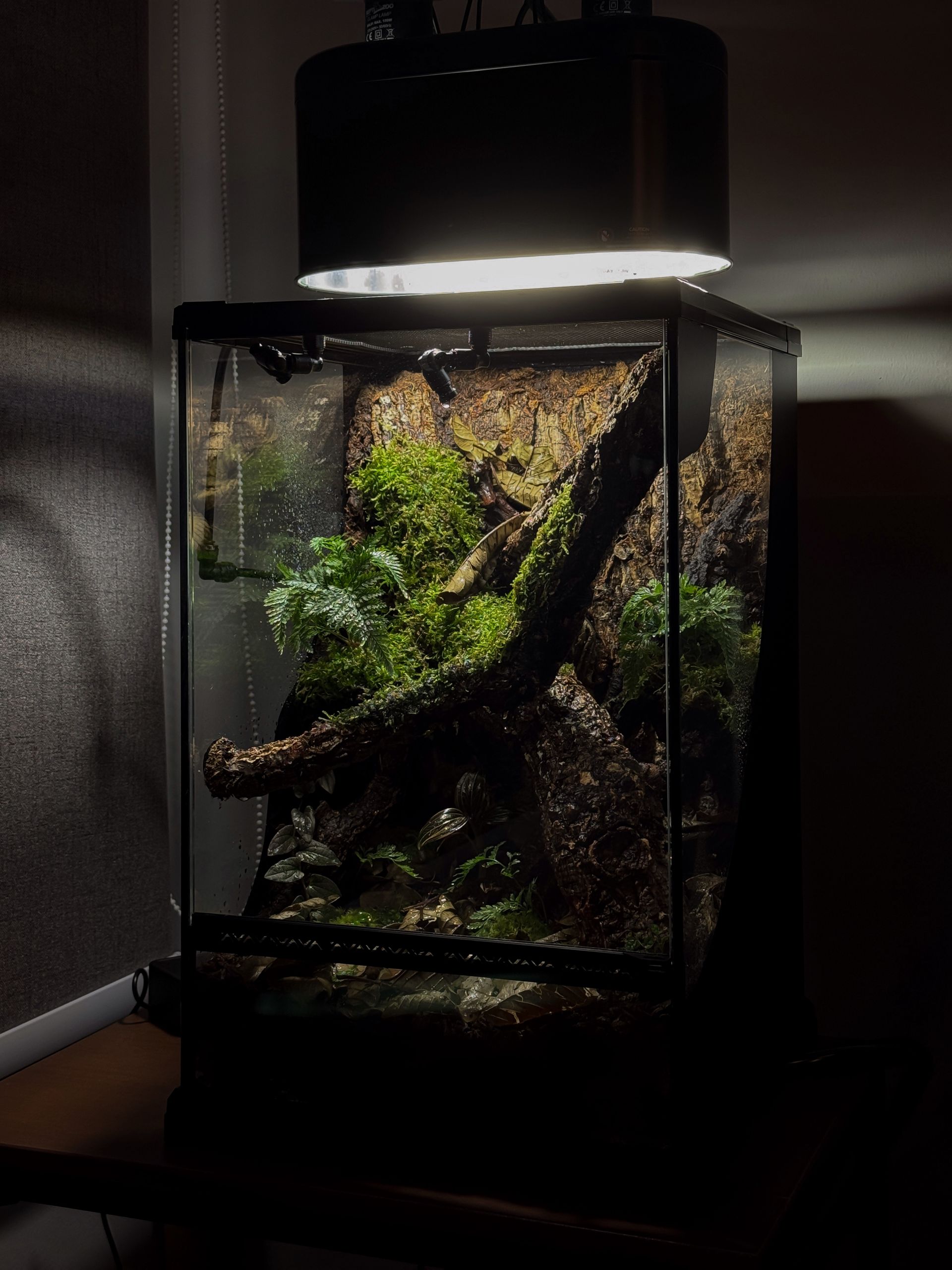 CCSAFARI | Terrariums Workshops, Paludarium, Vivariums