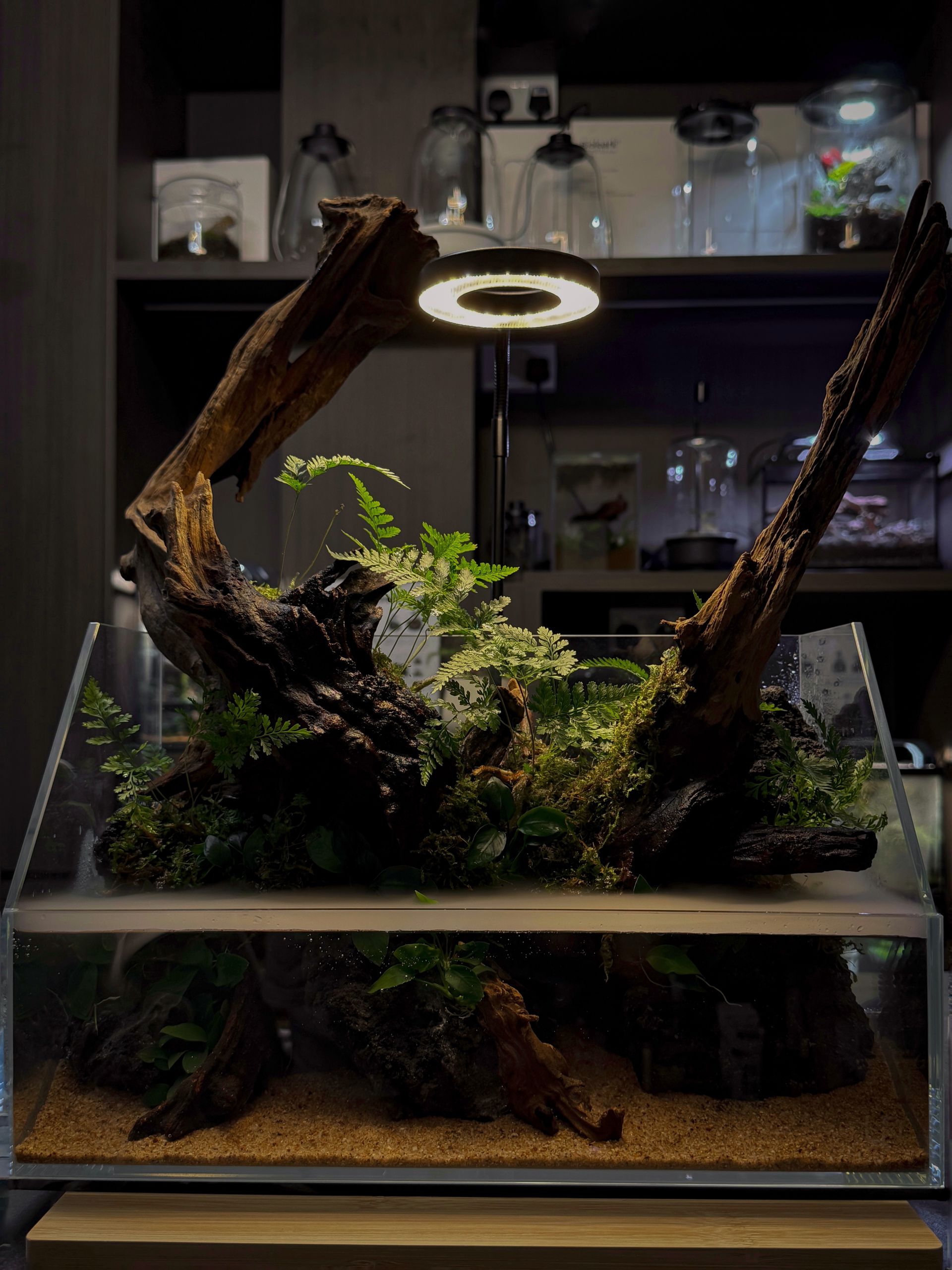 CCSAFARI | Terrariums Workshops, Paludarium, Vivariums