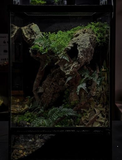 CCSAFARI | Terrariums Workshops, Paludarium, Vivariums