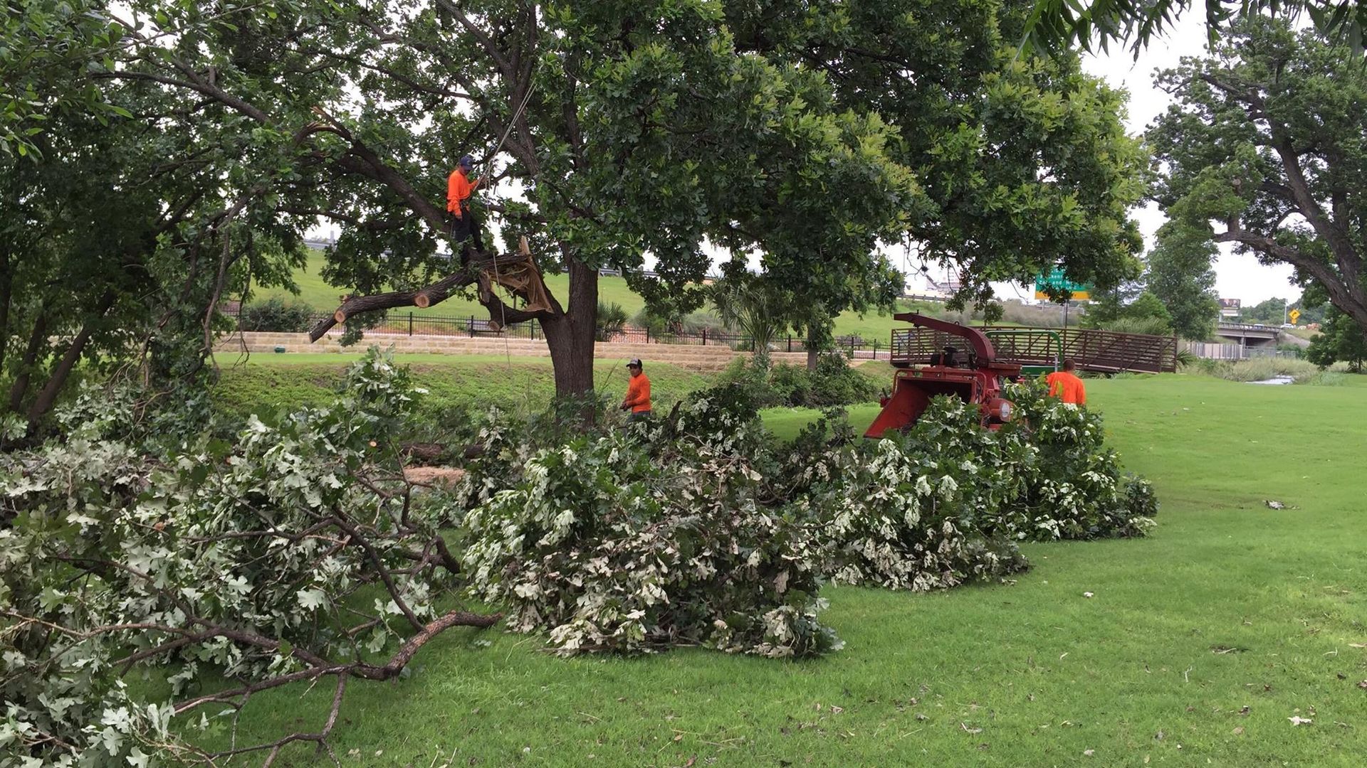 Tree Service San Antonio