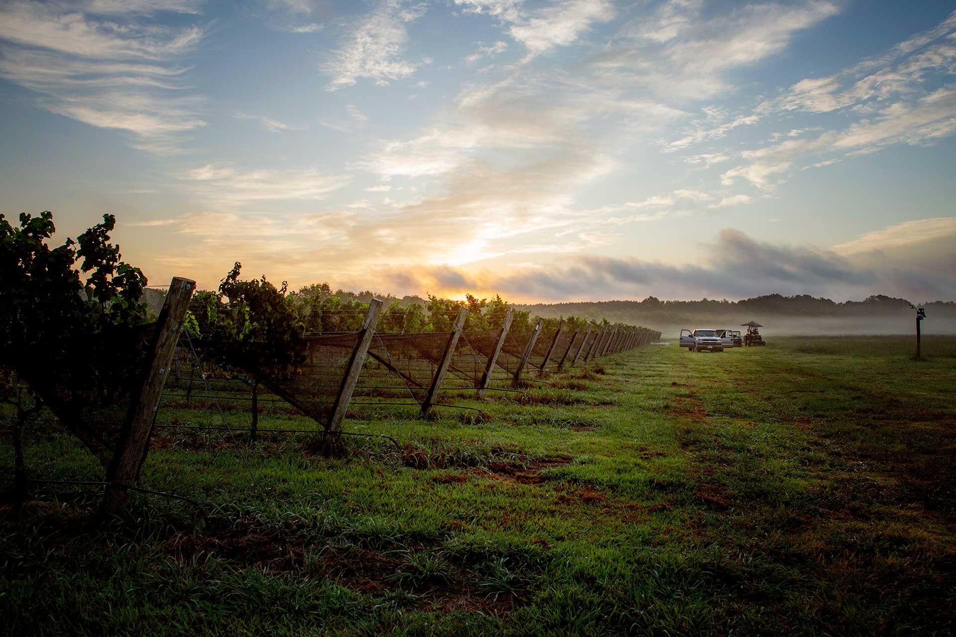 Our Vineyards - The Williamsburg Winery