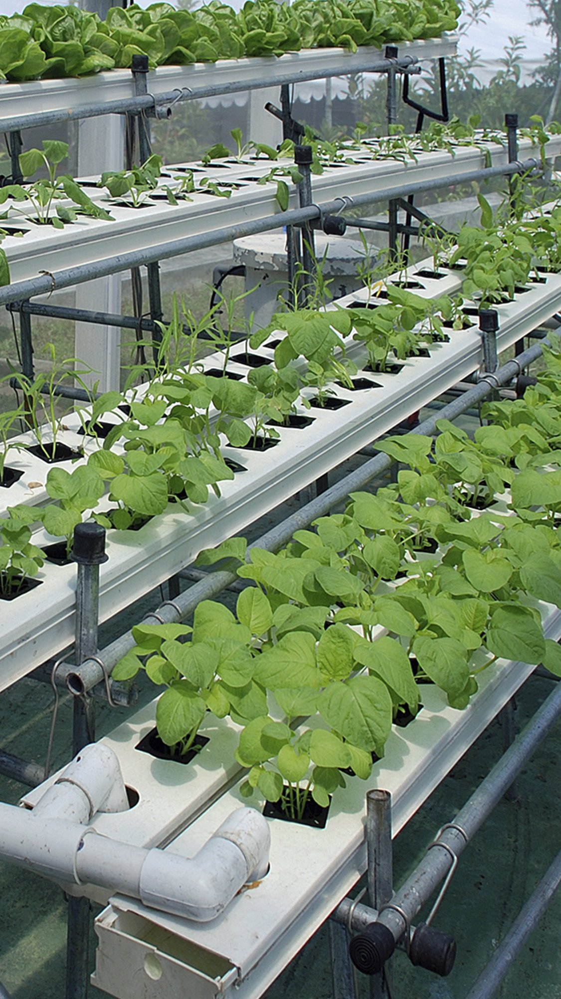 What is Hydroponic Farming, and is it Safe for the Environment?