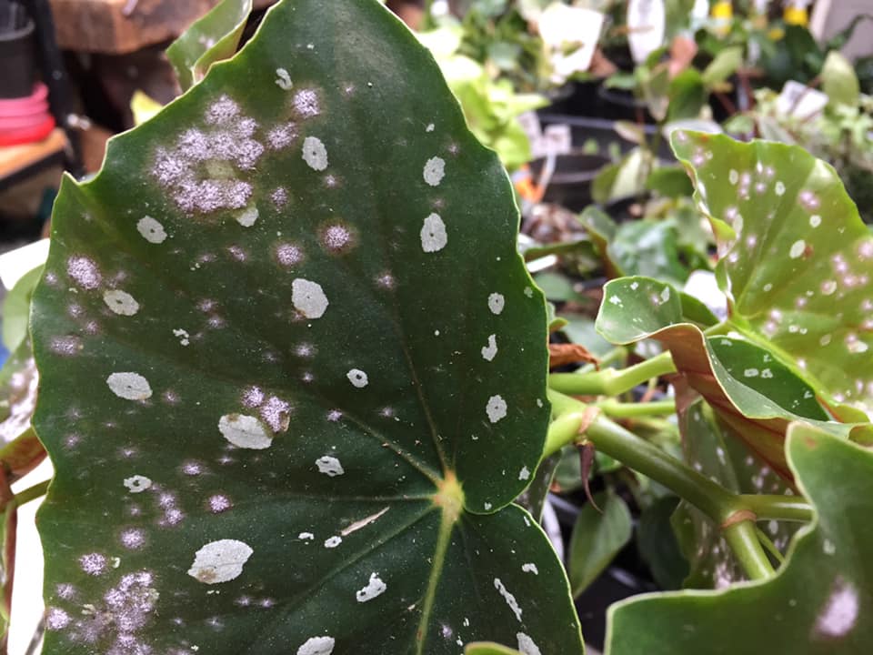 Begonia winter check up