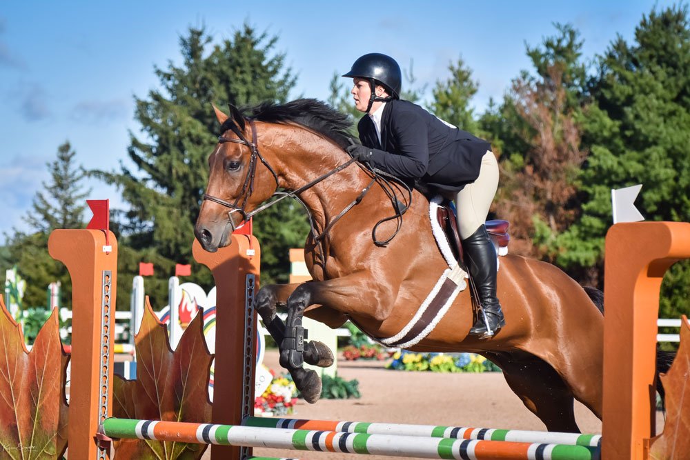 Muskoka Horse Co. Orillia | Showing