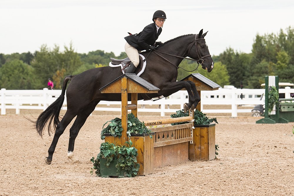 Muskoka Horse Co. Orillia | Showing