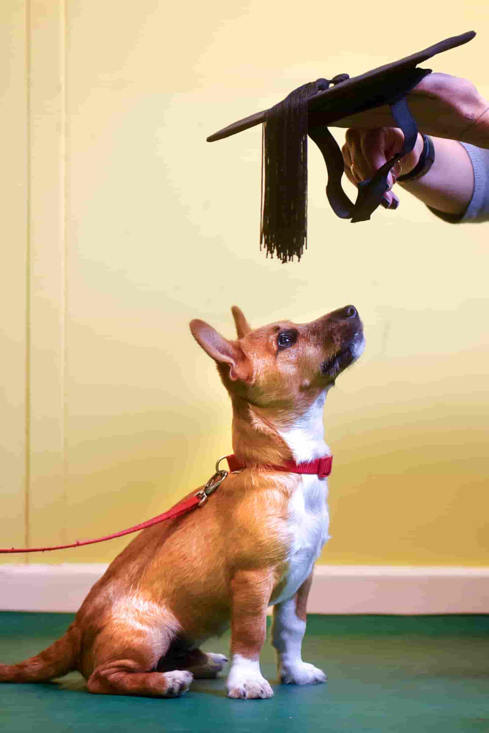 Adolescent/Dog Training Classes - Wiltshire | Dog Training