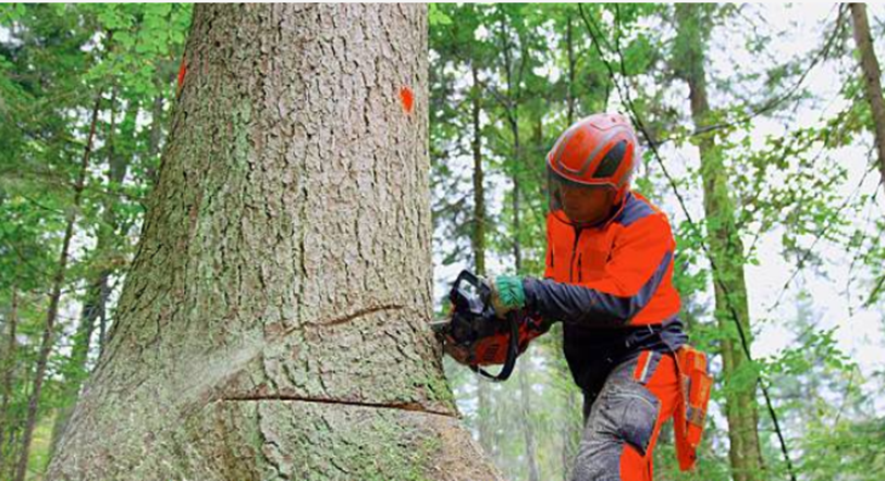 Tree Removal | Colac, VIC | Colac Trees