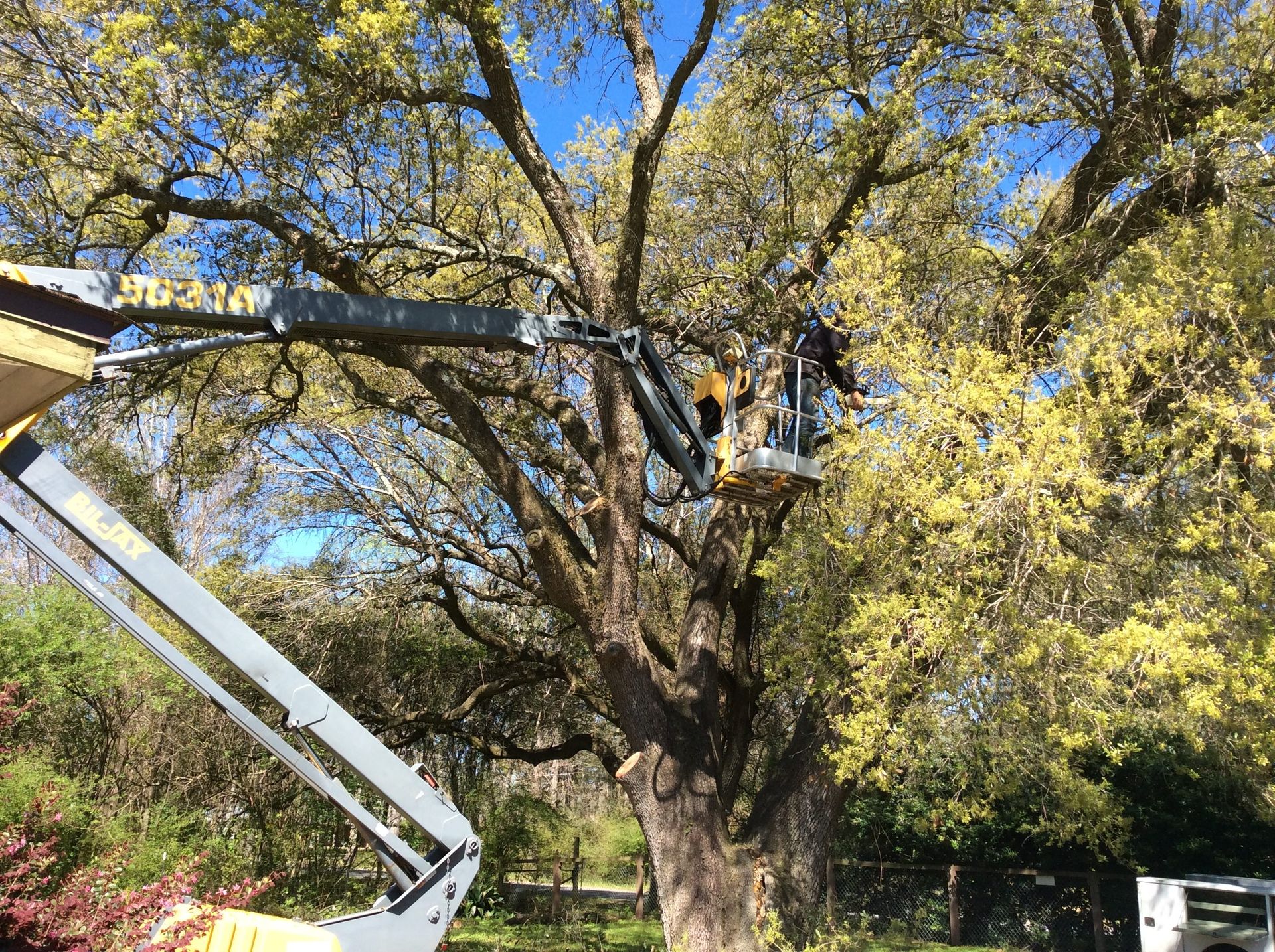 9 Mile Road Tree Service | Pensacola, FL | Tree Trimming & Stump Grinding