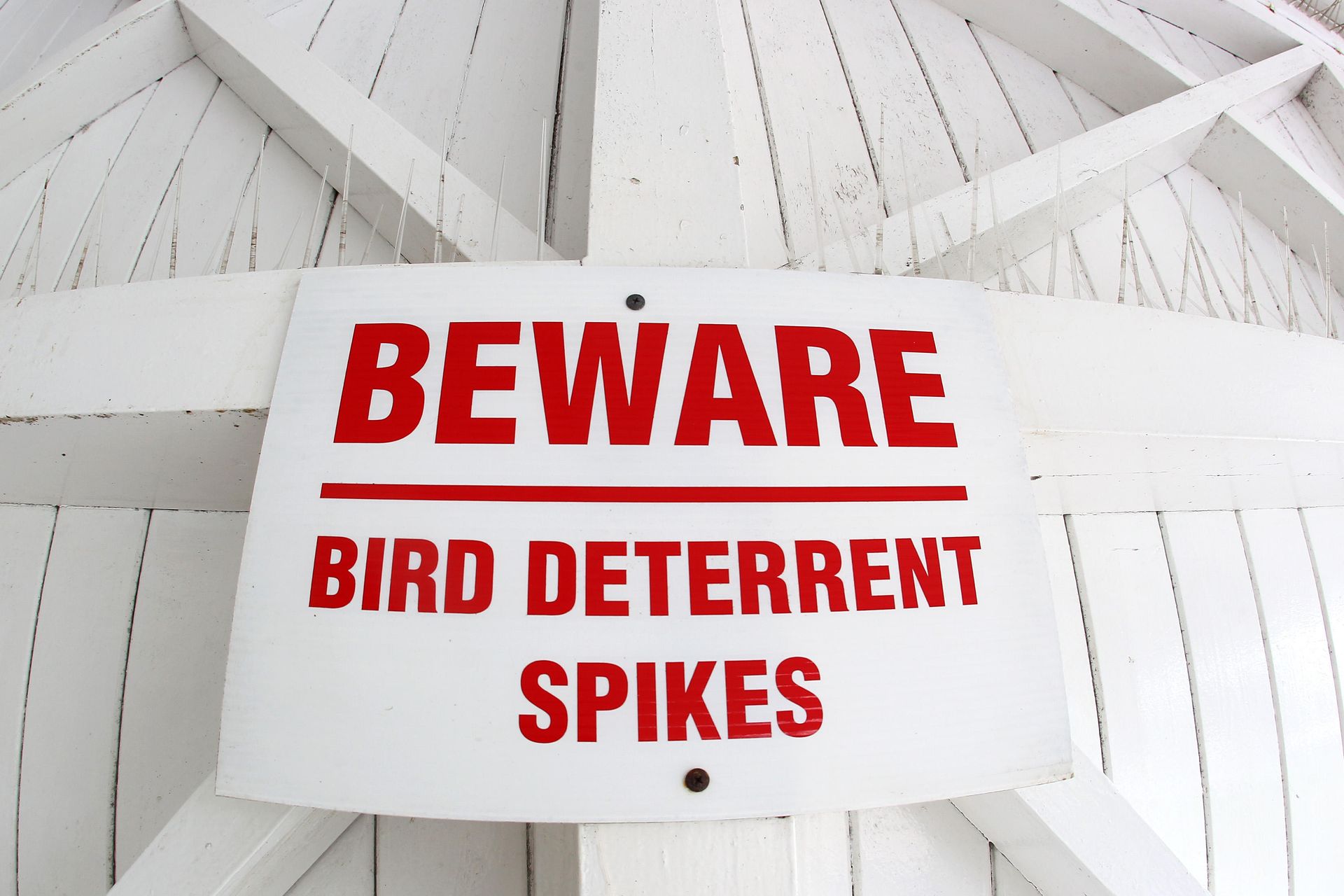 Ethical Considerations For Bird Control On The Gold Coast