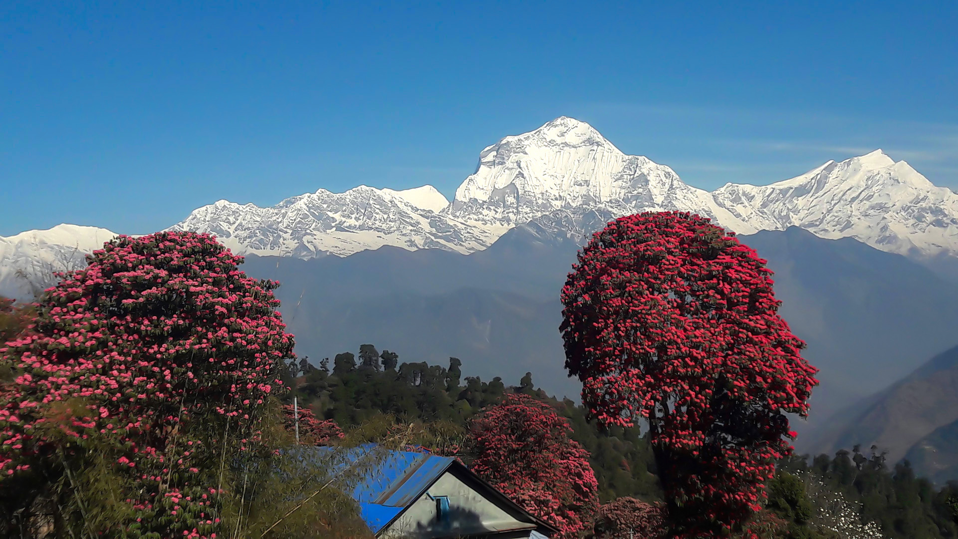 Spring in Nepal - Best Time For Your Trekking
