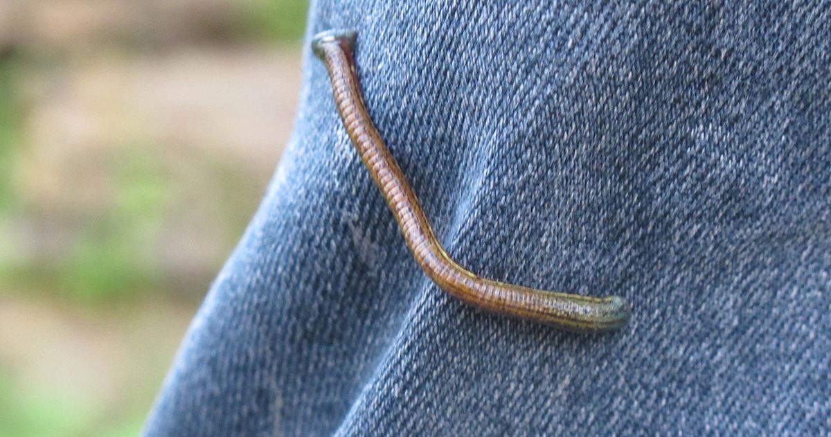 How to Handle Leeches While Trekking in Nepal's Monsoon Season