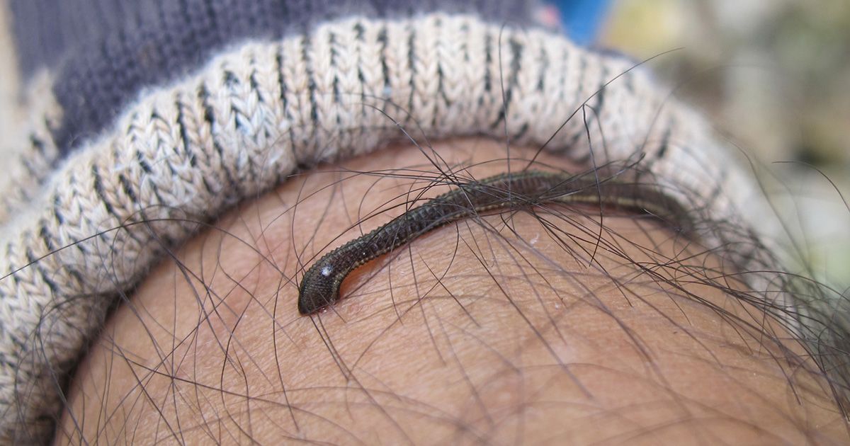 How to Handle Leeches While Trekking in Nepal's Monsoon Season