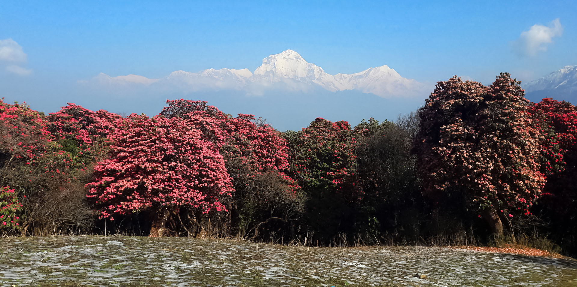 Spring in Nepal - Best Time For Your Trekking