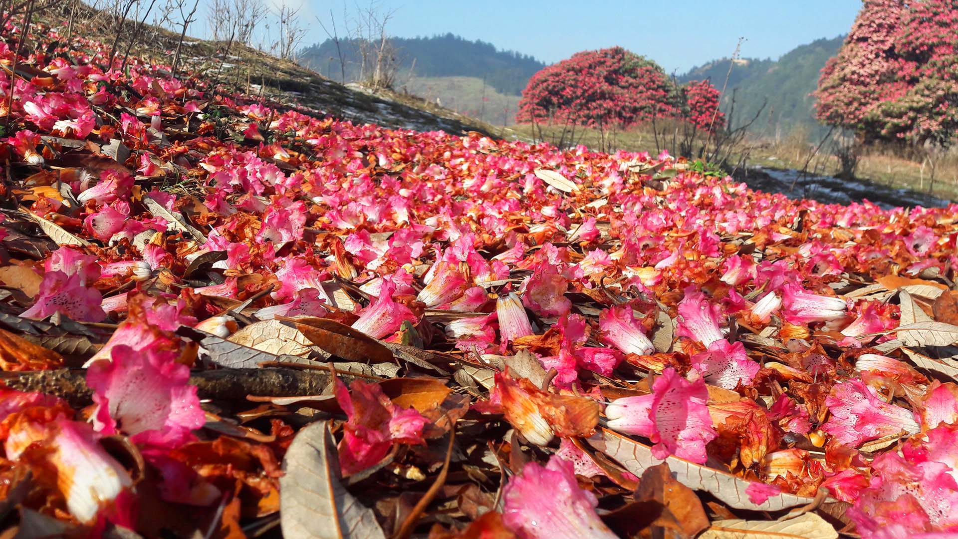 Spring in Nepal - Best Time For Your Trekking