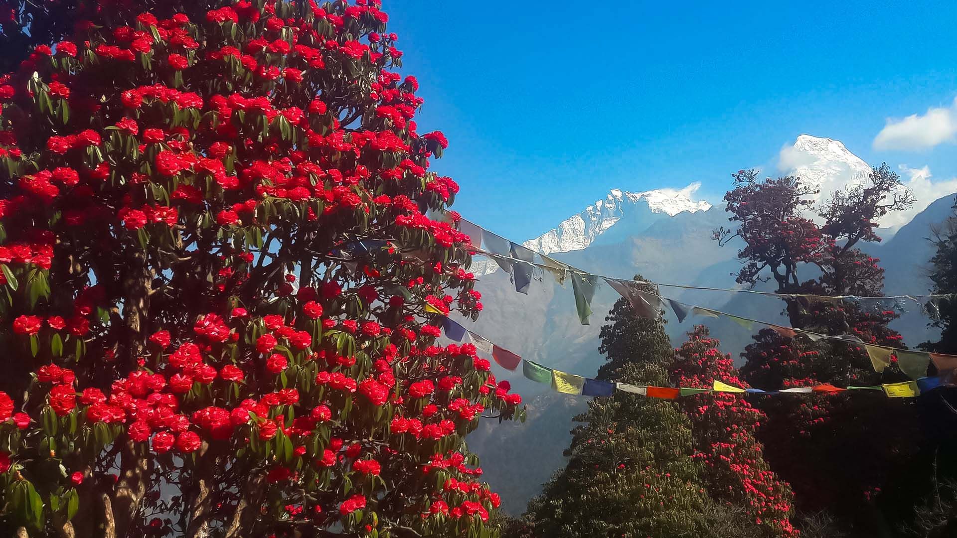 Rhododendron Blossom in Nepal