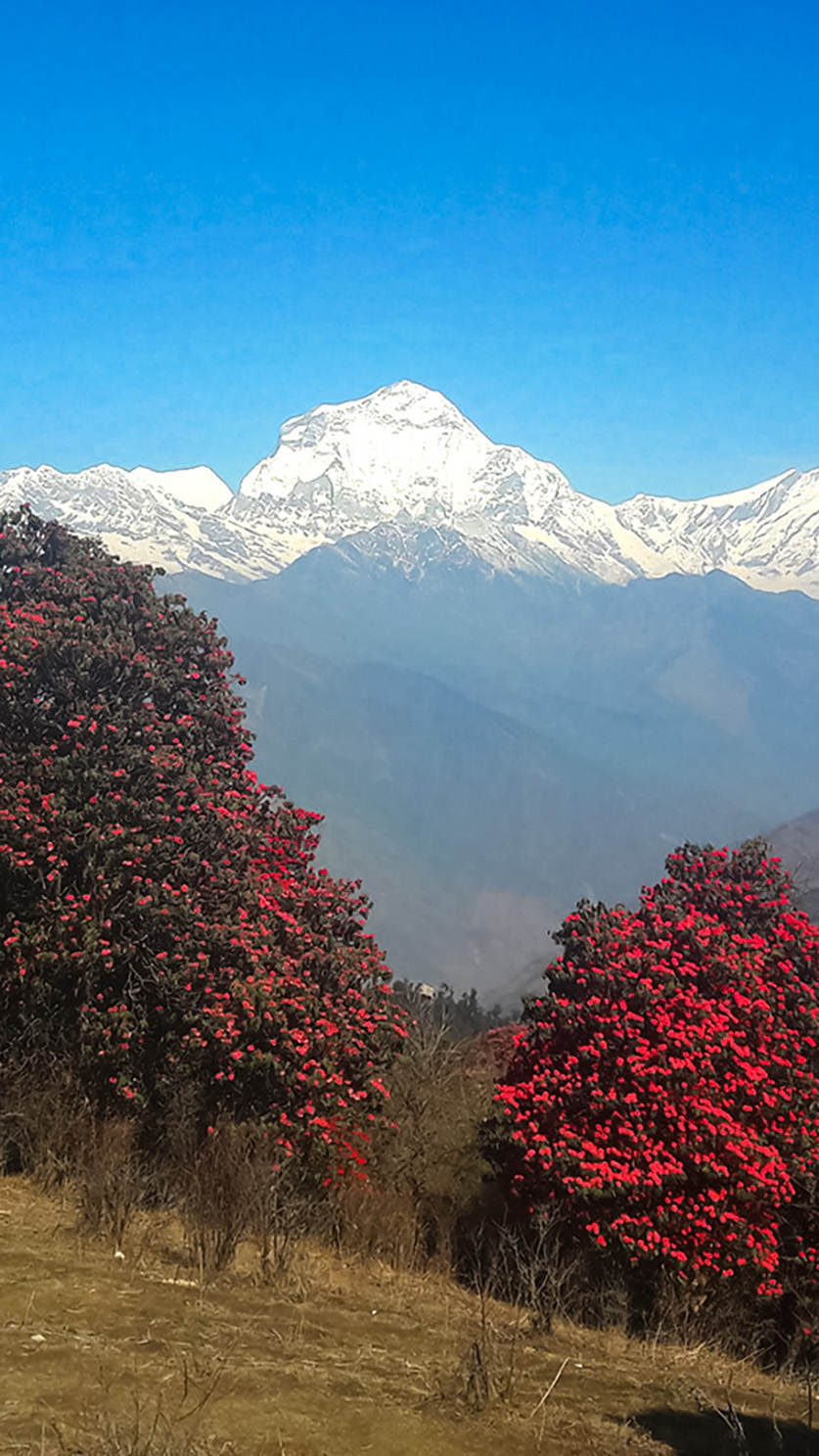 Spring in Nepal - Best Time For Your Trekking