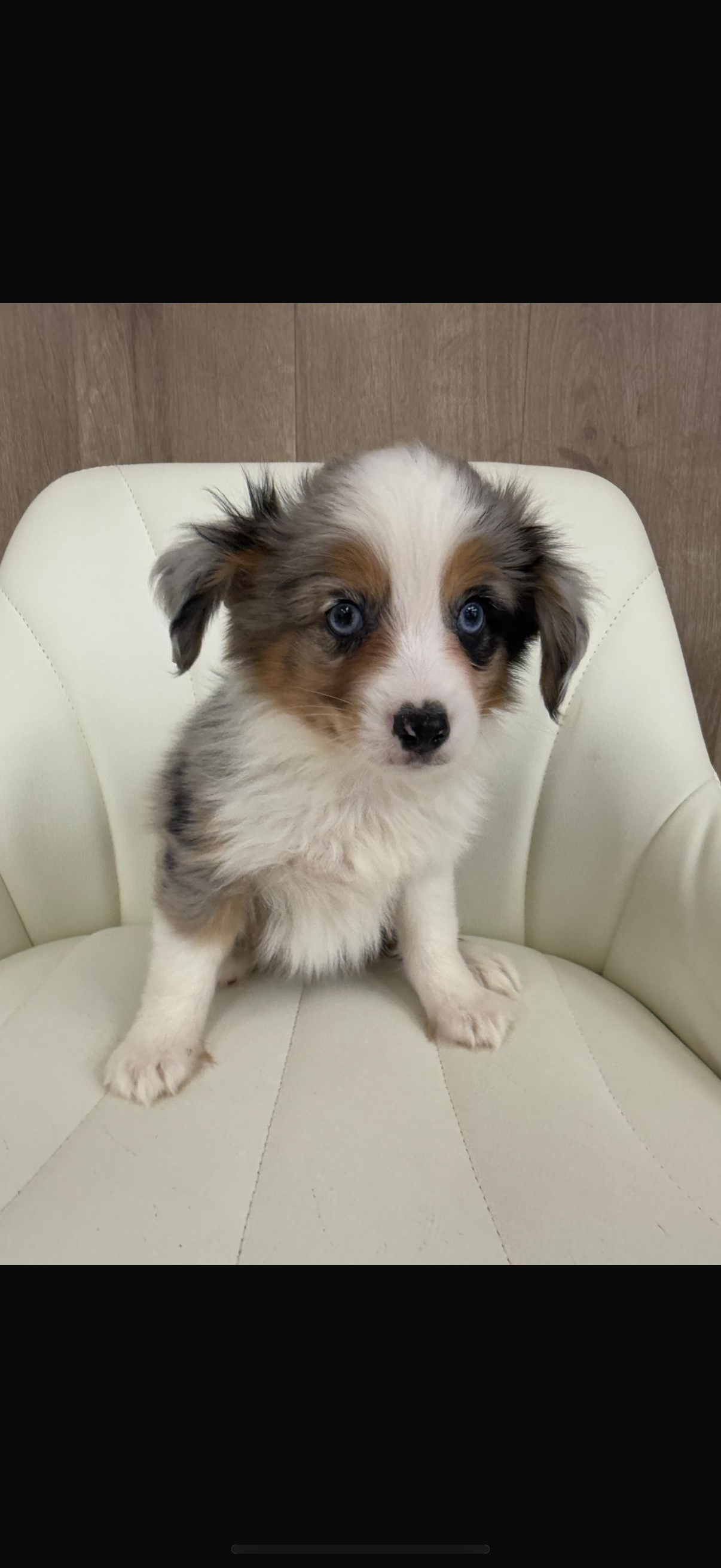 Connecticut Australian Shepherd Puppies For Sale