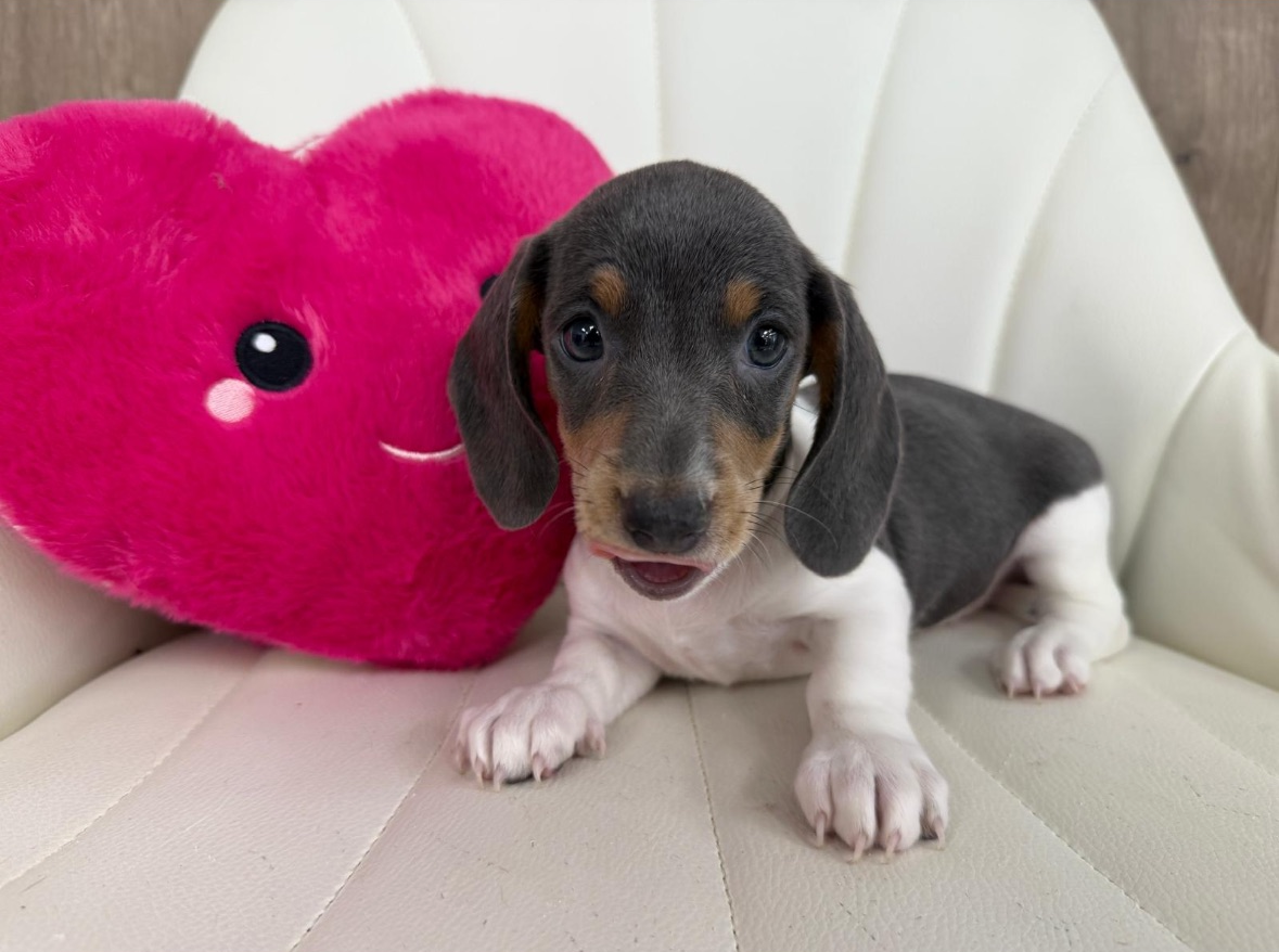 New York CT Mini Dachshund Puppies for Sale