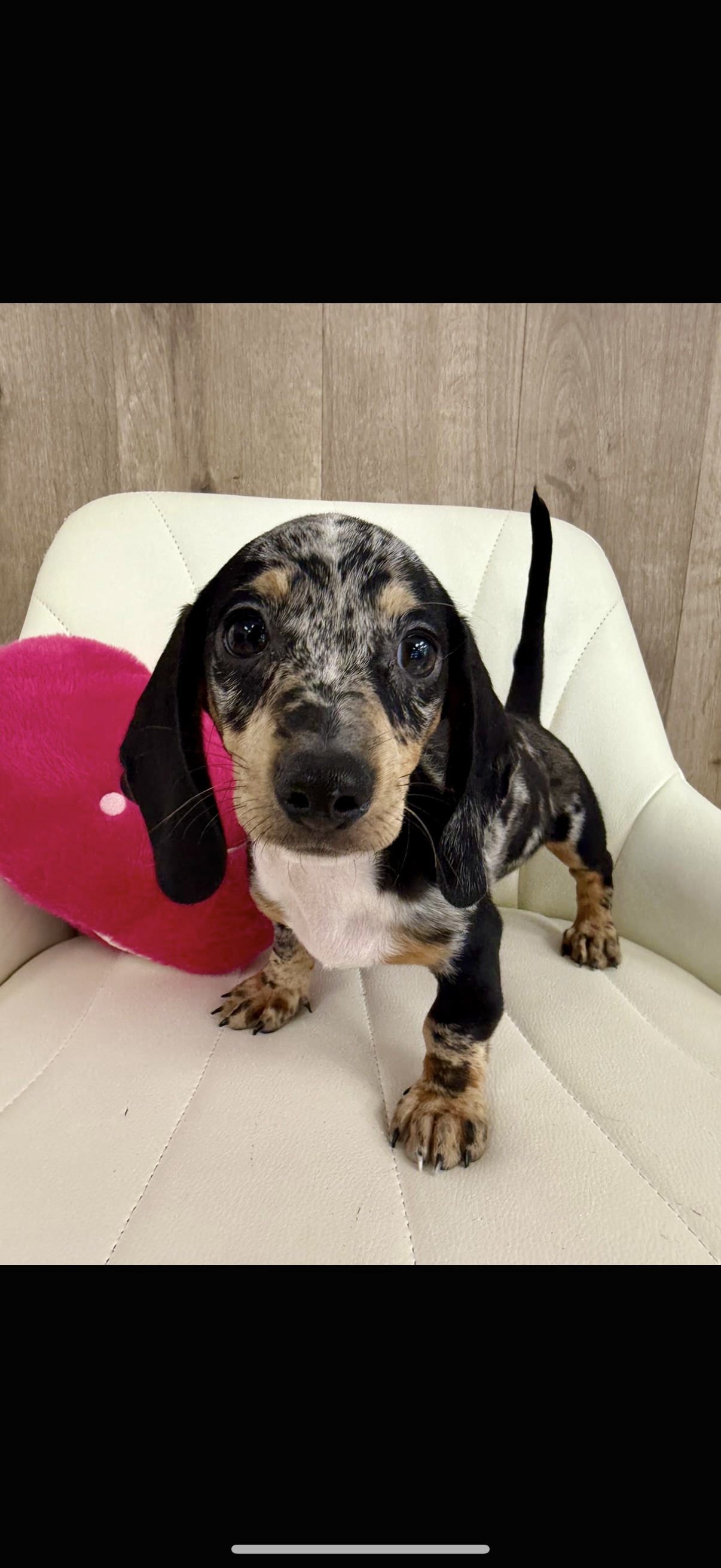 New York CT Mini Dachshund Puppies for Sale