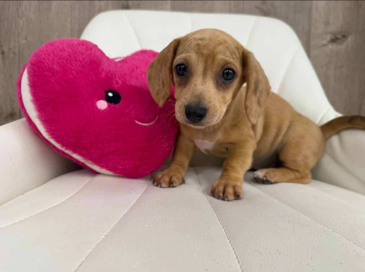 New York CT Mini Dachshund Puppies for Sale