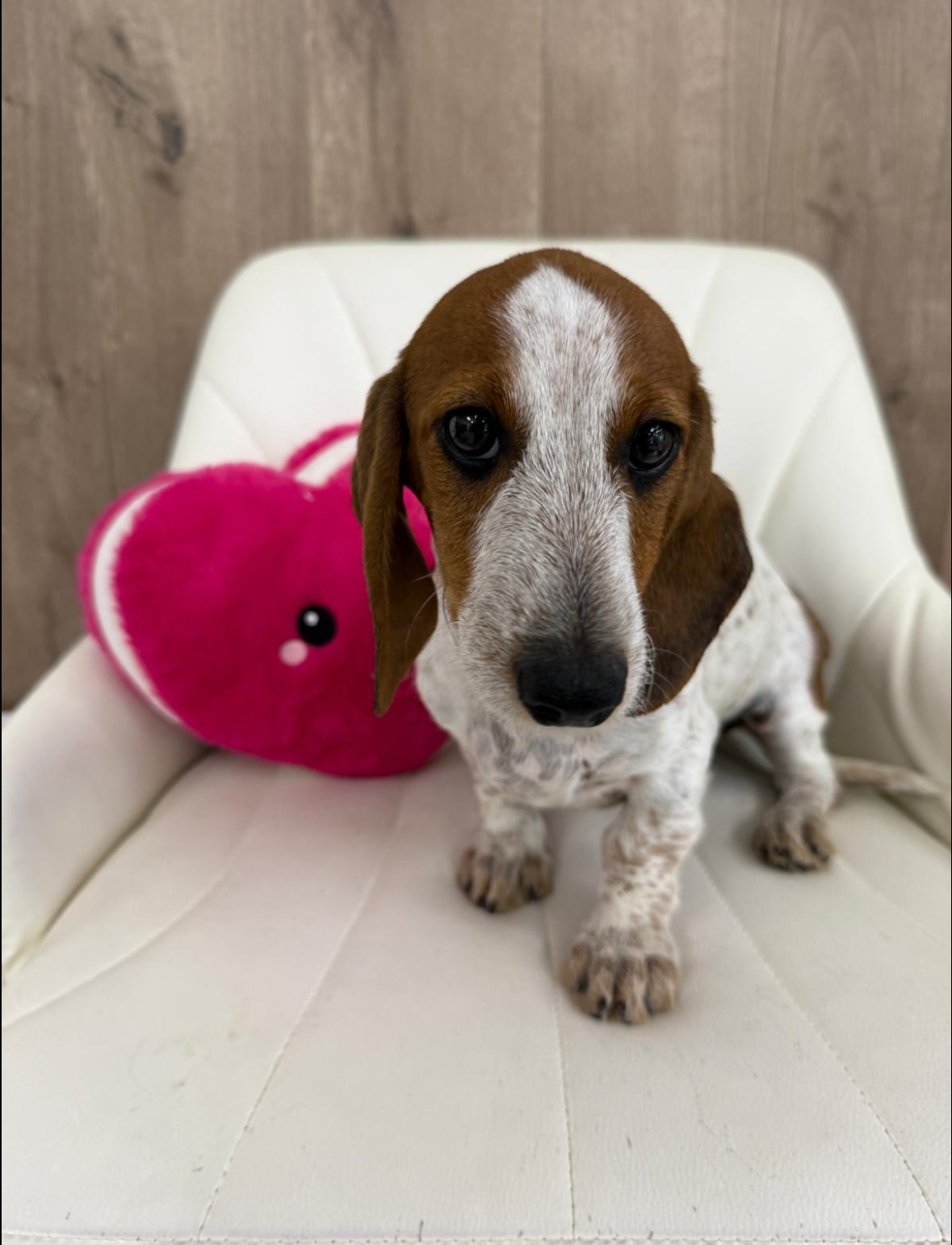 New York CT Mini Dachshund Puppies for Sale