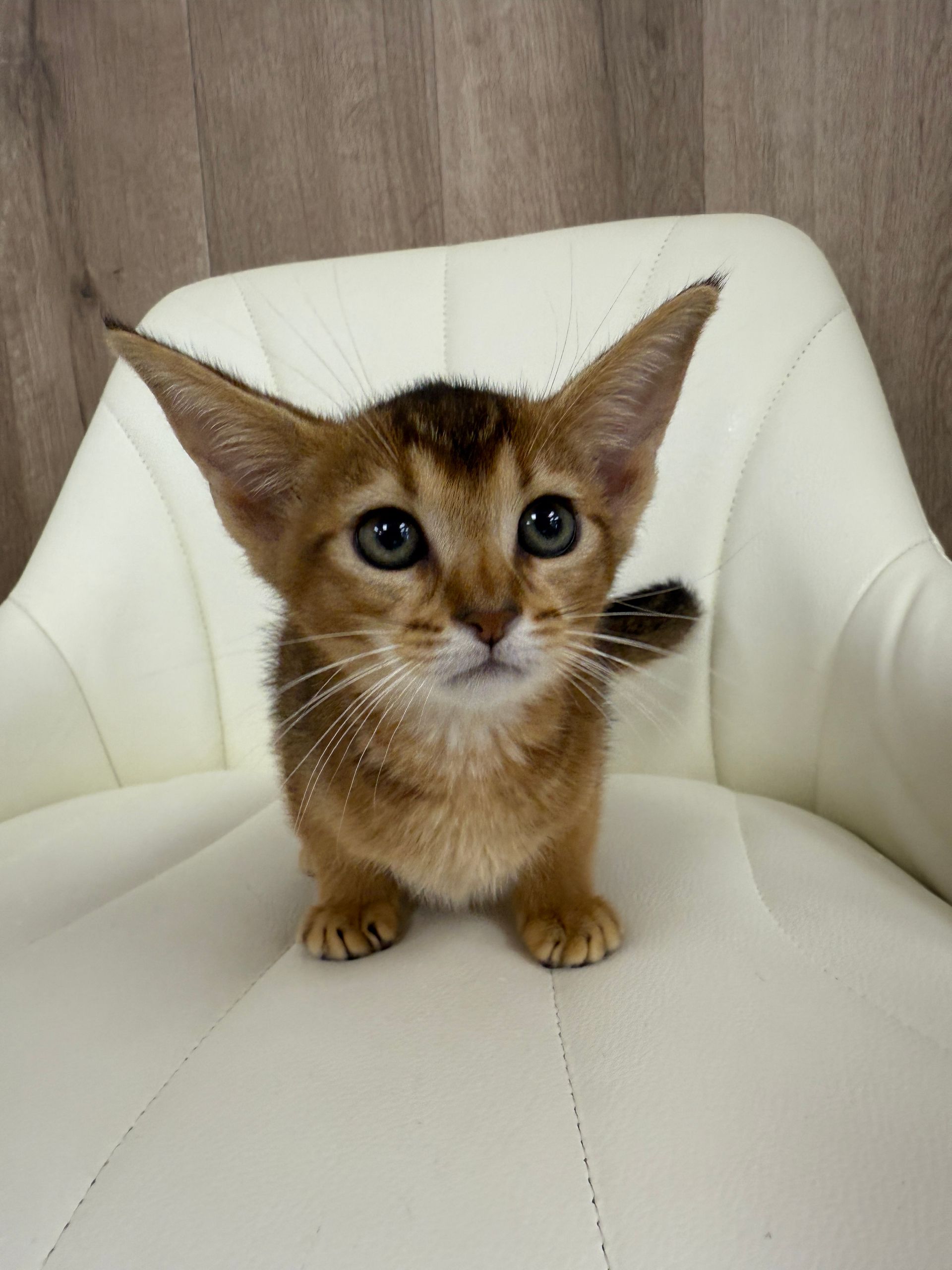 Connecticut Abyssinian Kittens For Sale