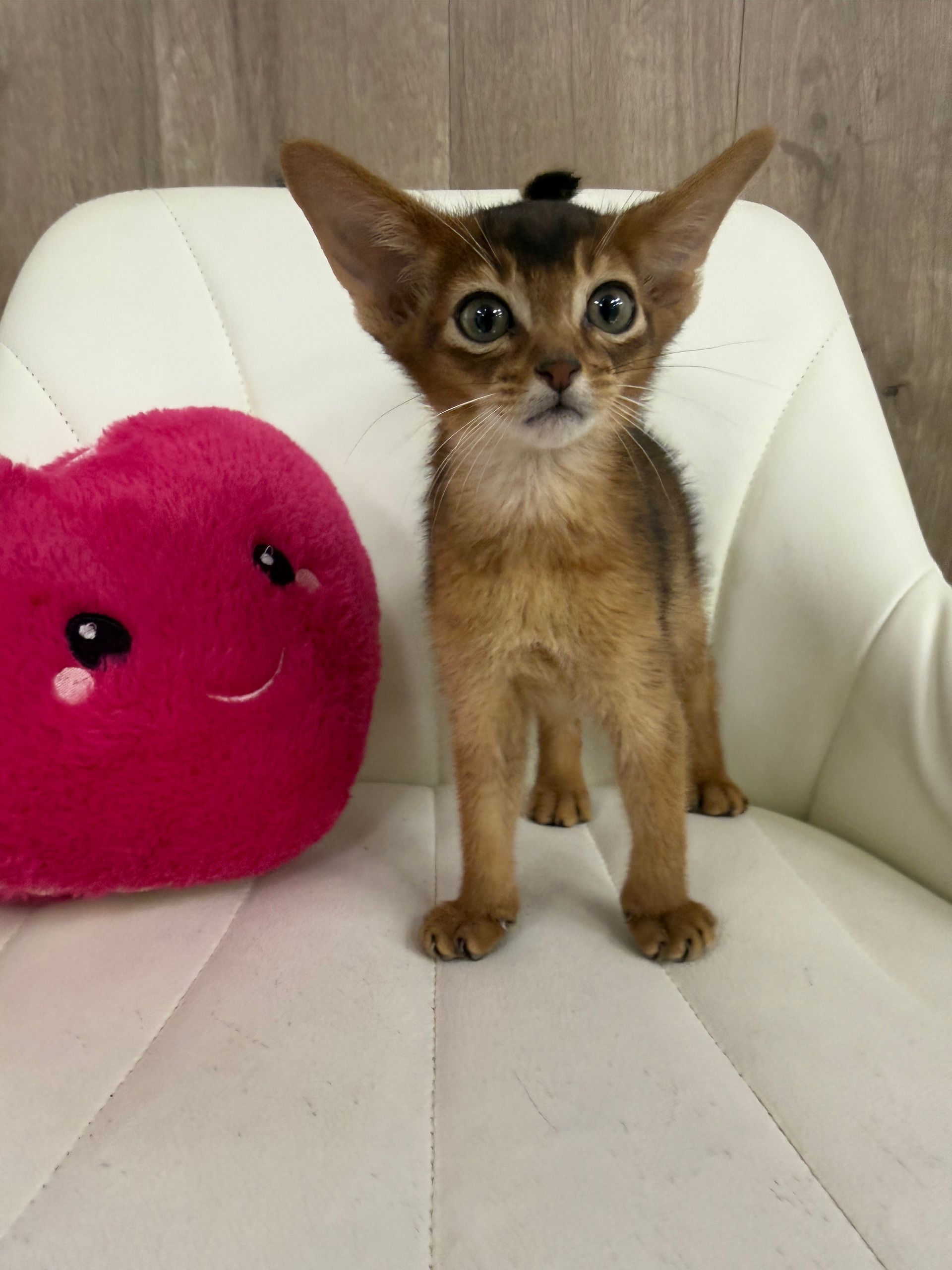 Connecticut Abyssinian Kittens For Sale