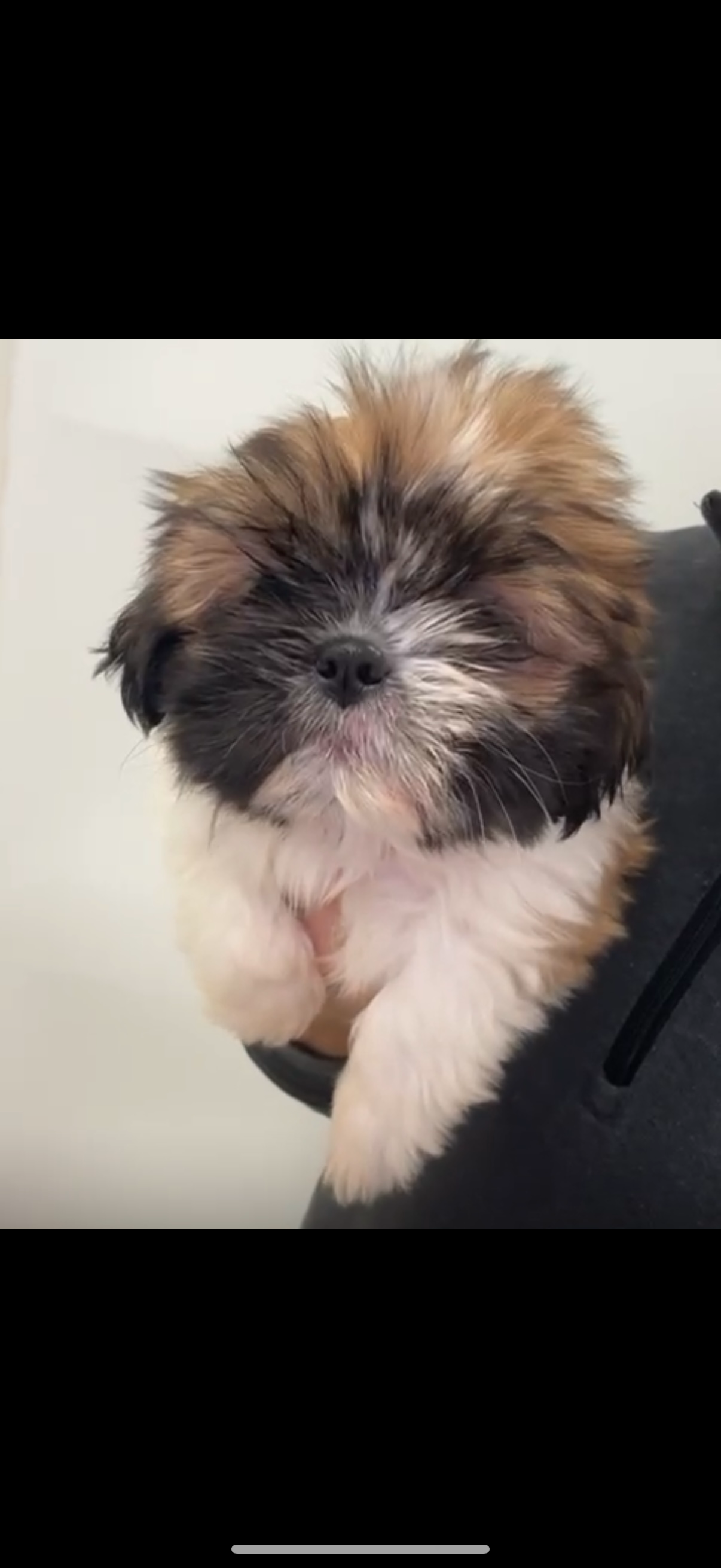 Connecticut Shih Tzu Puppies For Sale