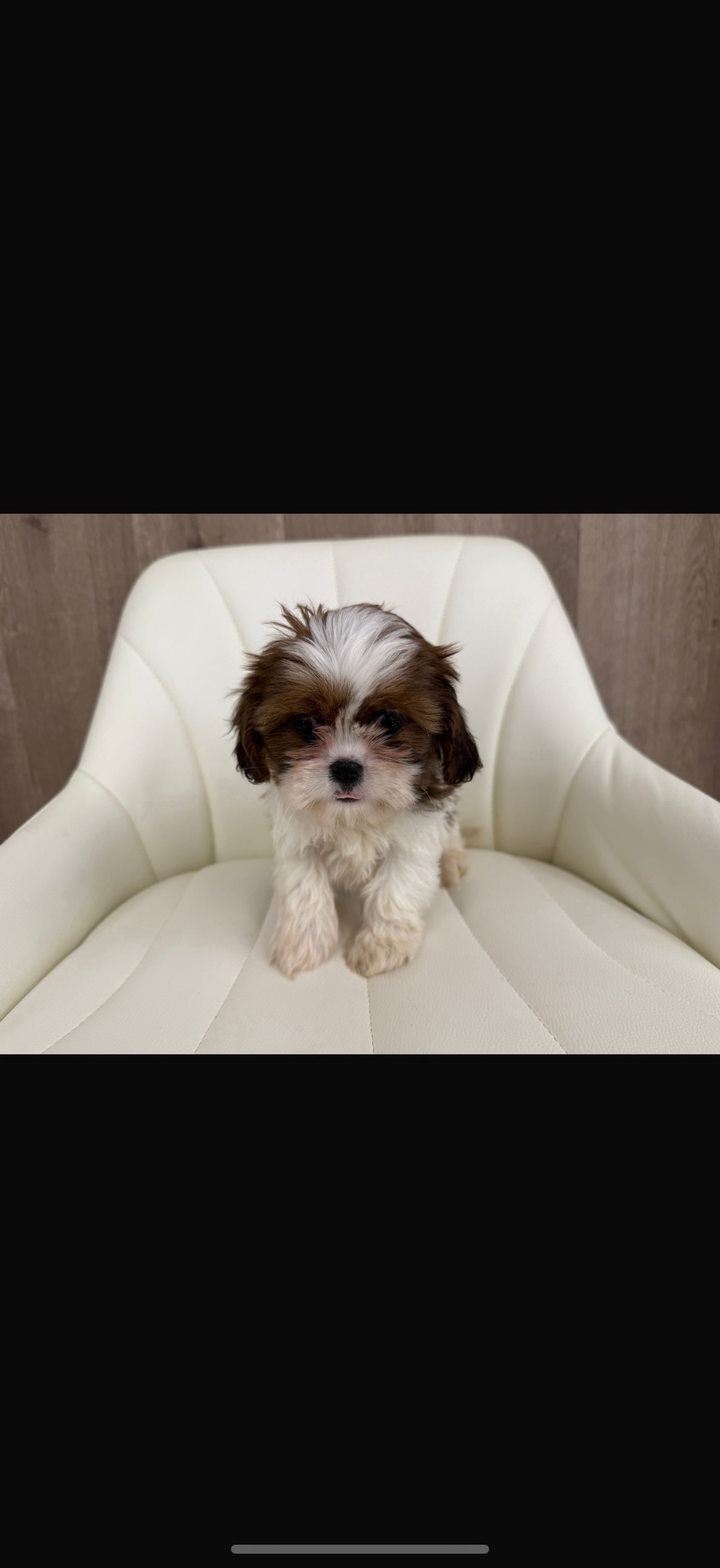 Connecticut Shih Tzu Puppies For Sale