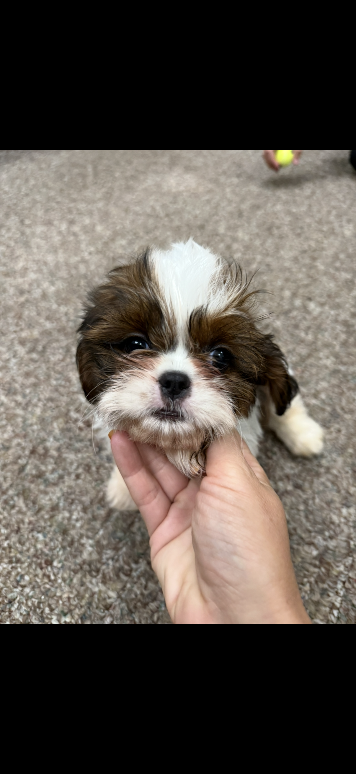 Connecticut Shih Tzu Puppies For Sale