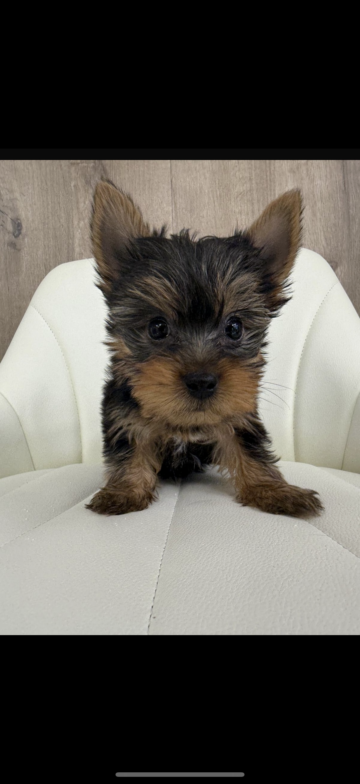 Connecticut Yorkshire Terrier Puppies For Sale